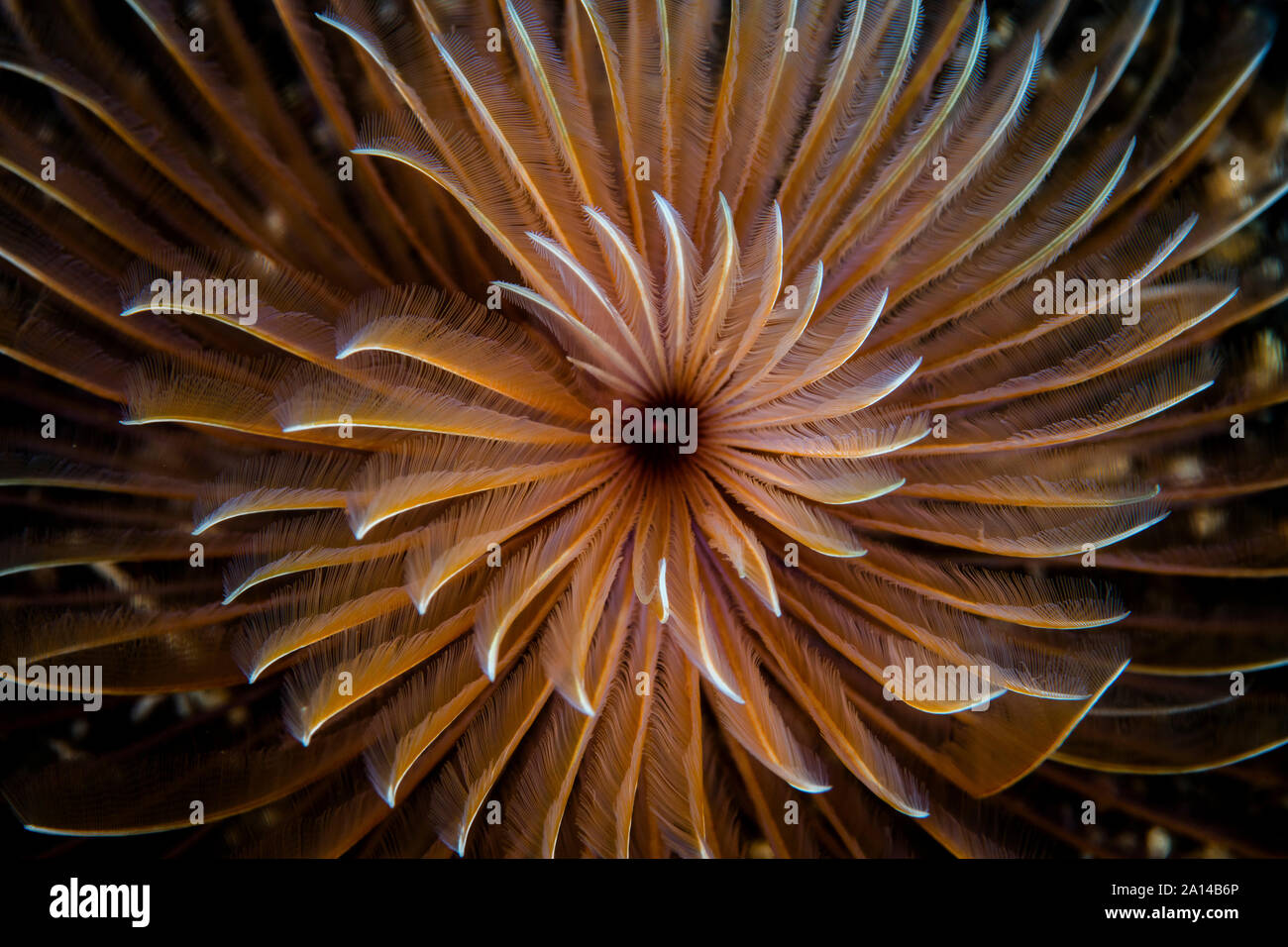 Beautiful Worms High Resolution Stock Photography and Images - Alamy