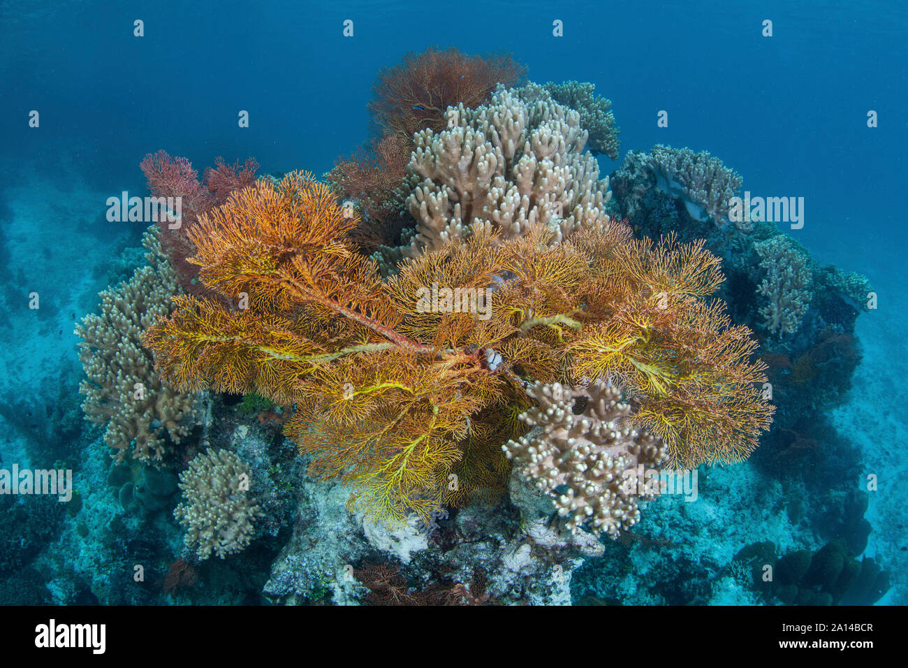 A colorful coral reef, Raja Ampat, Indonesia Stock Photo - Alamy