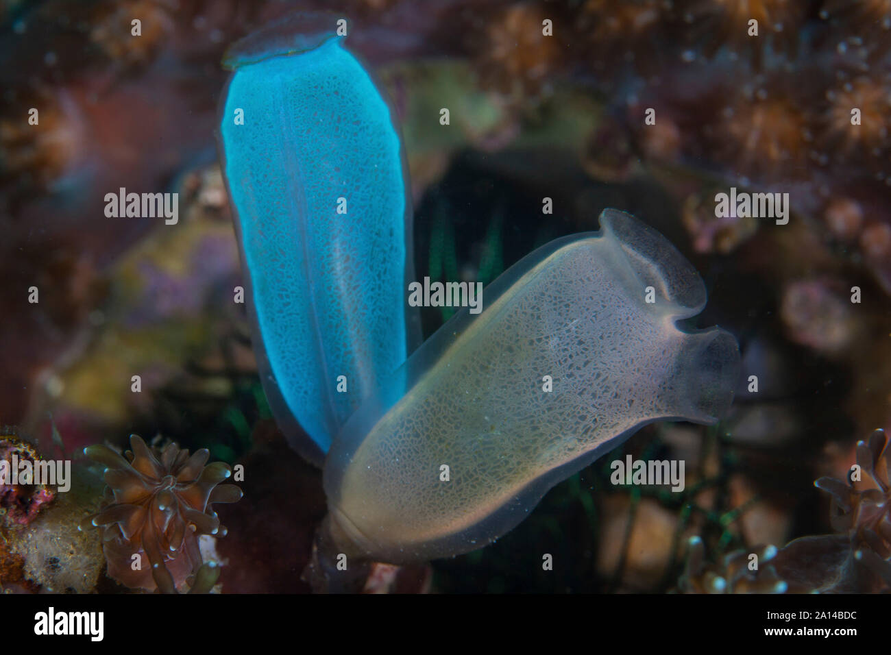 Phlebobranchia hi-res stock photography and images - Alamy