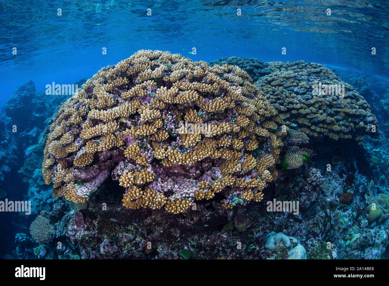 Coral polyp solomon islands hi-res stock photography and images - Alamy
