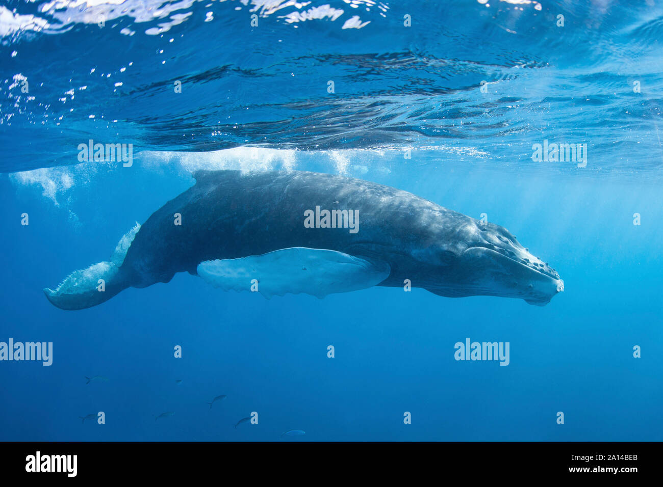 Side view large humpback whale hi-res stock photography and images - Alamy