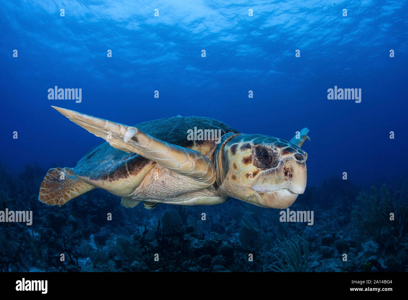 A loggerhead sea turtle swimming in Turneffe Atoll, Belize Stock Photo ...