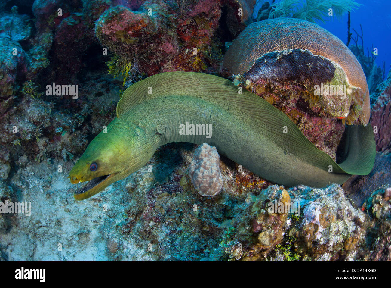 One moray eel in hole hi-res stock photography and images - Alamy