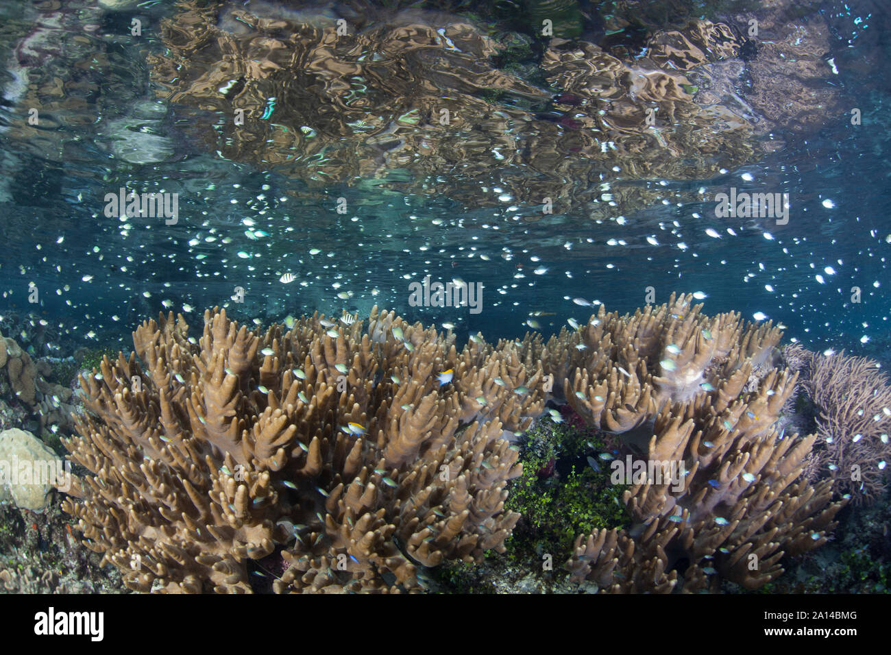 Small fish and colorful corals thrive on a reef in Raja Ampat ...