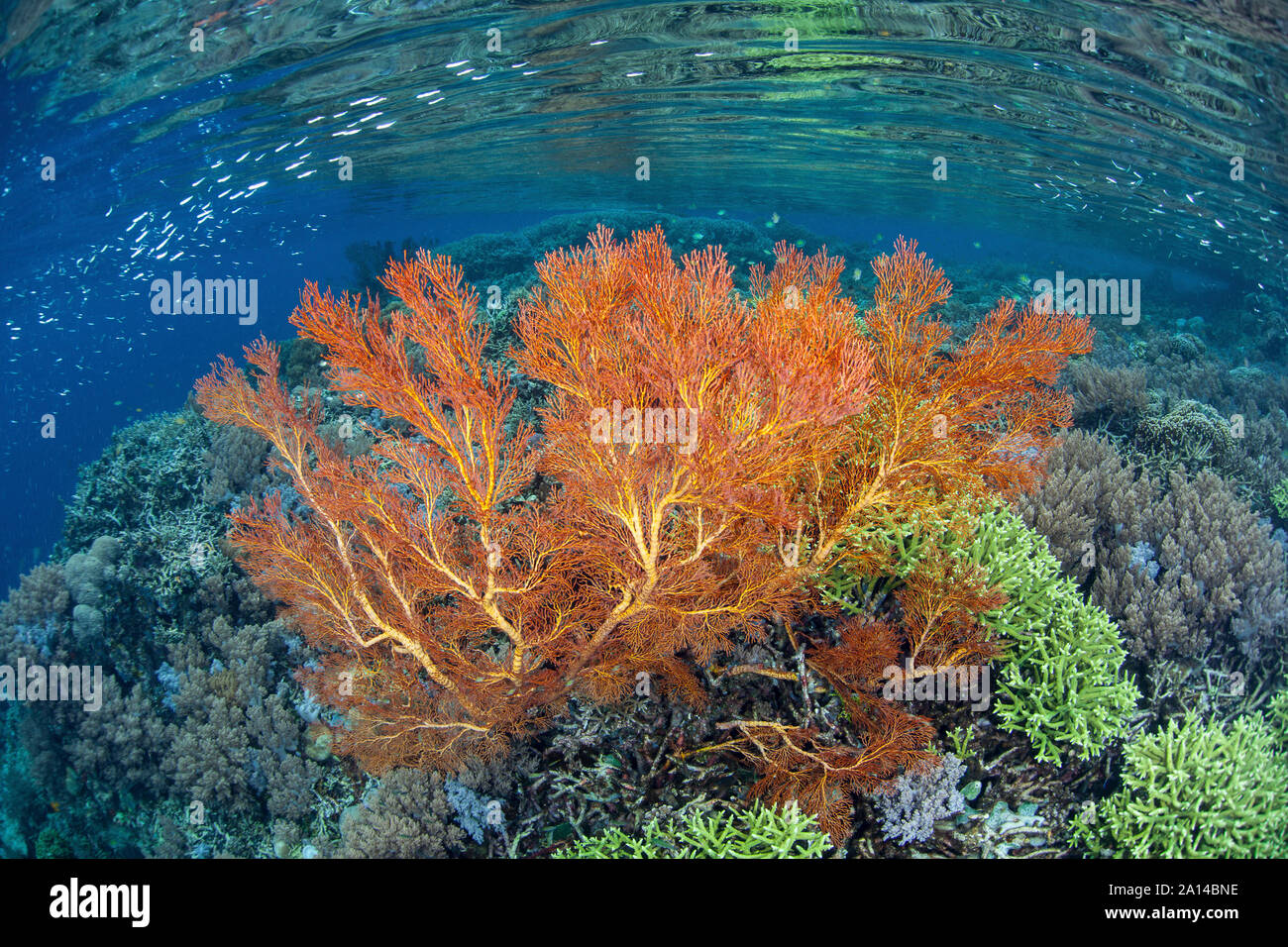 A brightly colored gorgonian grows on a coral reef in Raja Ampat ...