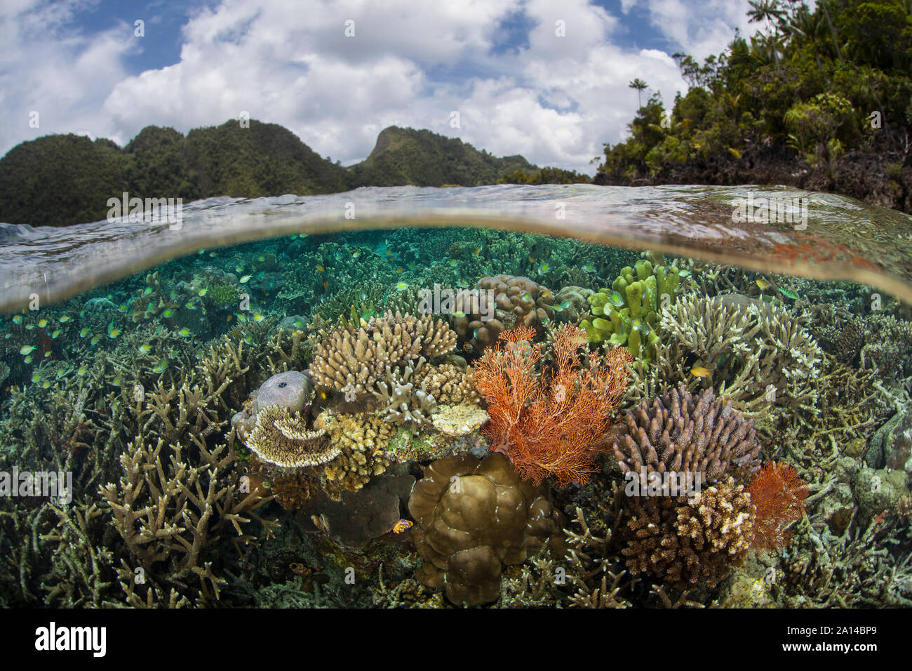 A healthy and colorful coral reef, Raja Ampat, Indonesia Stock Photo ...