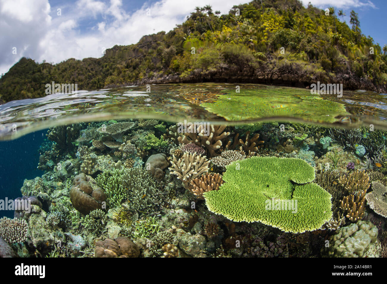 A healthy and colorful coral reef, Raja Ampat, Indonesia Stock Photo ...