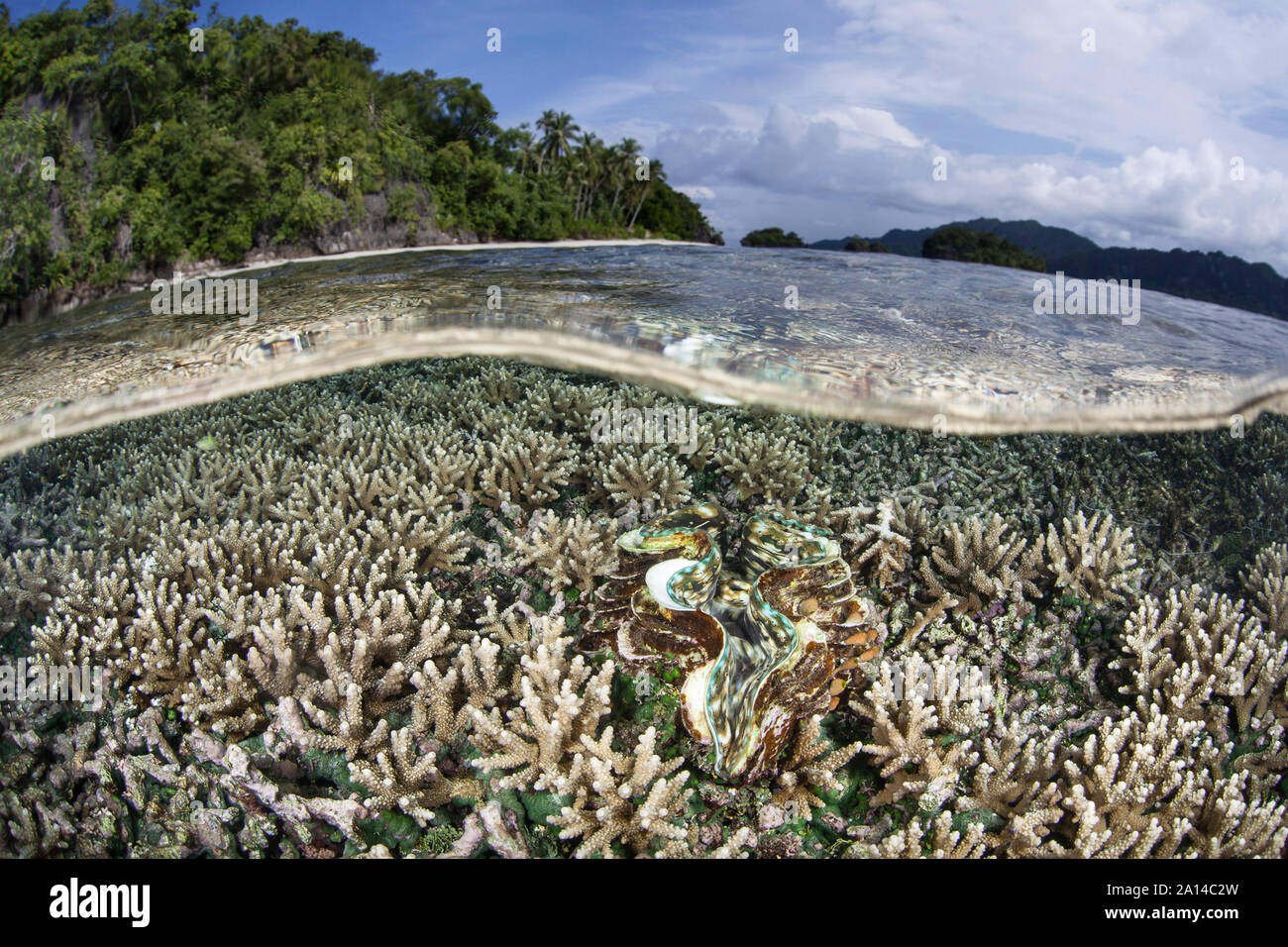 A giant clam, Tridacna squamosa, grows on a shallow coral reef Stock ...