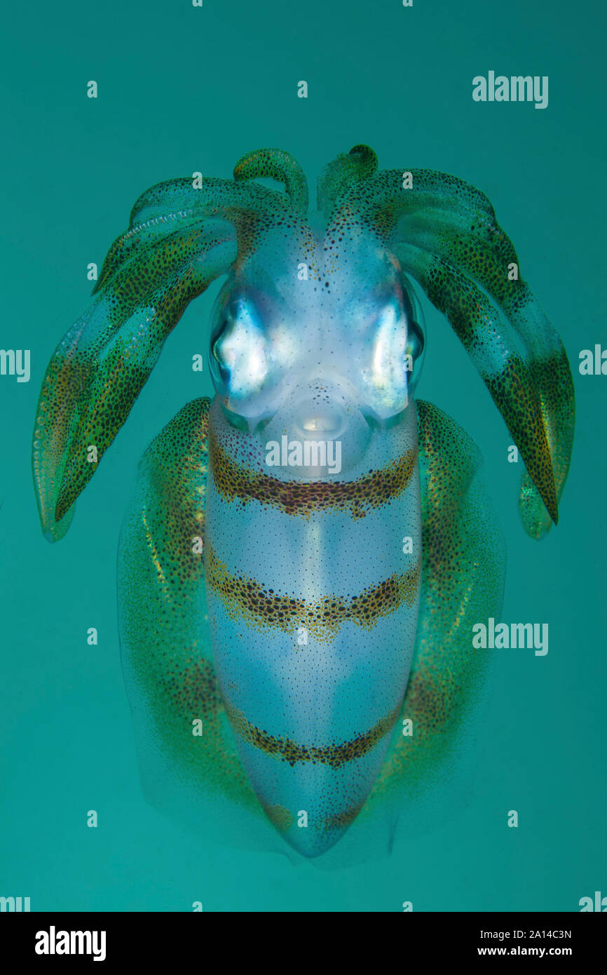 Midwater squid hi-res stock photography and images - Alamy