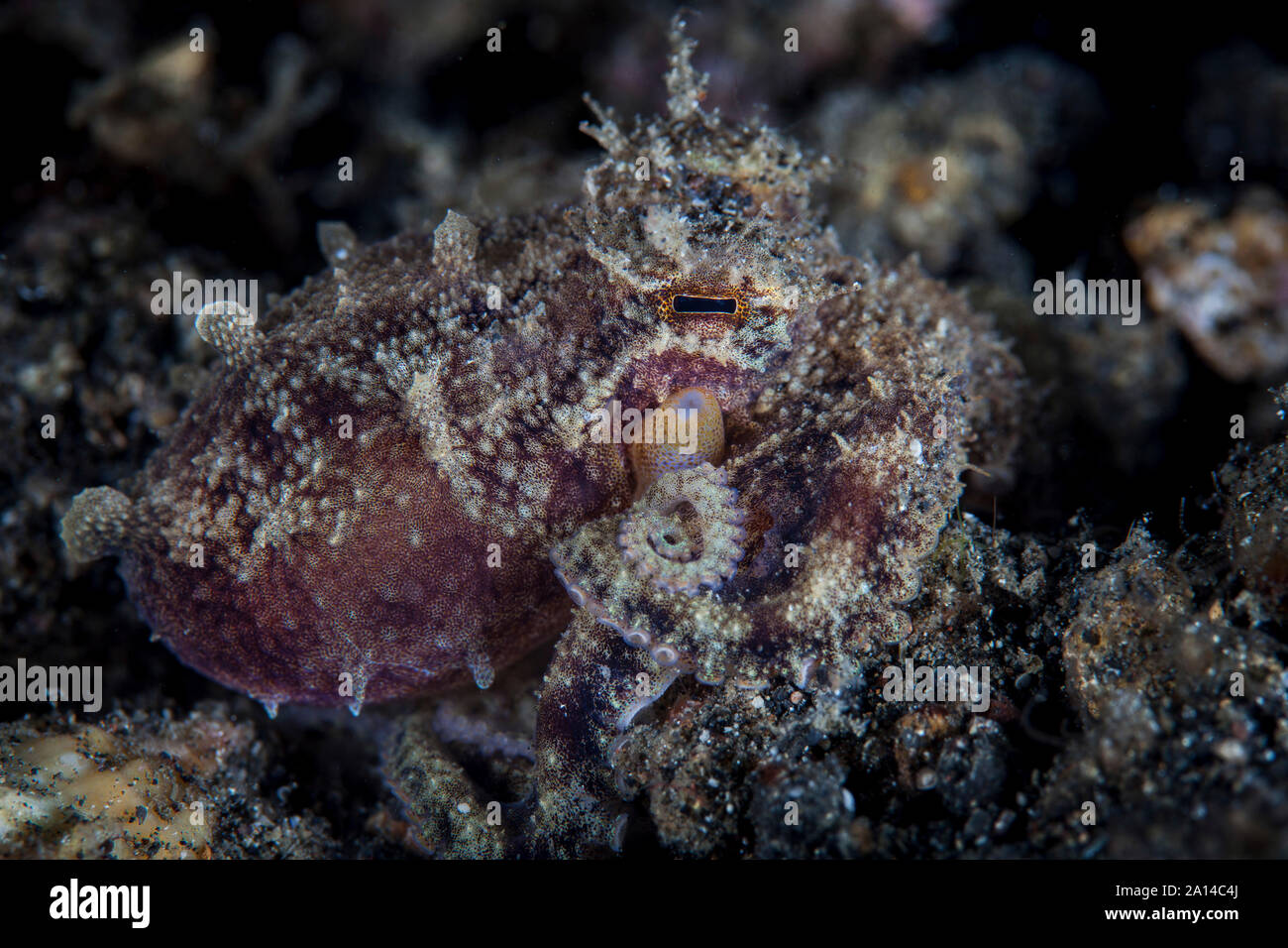 Octopus camouflaged seabed hi-res stock photography and images - Alamy