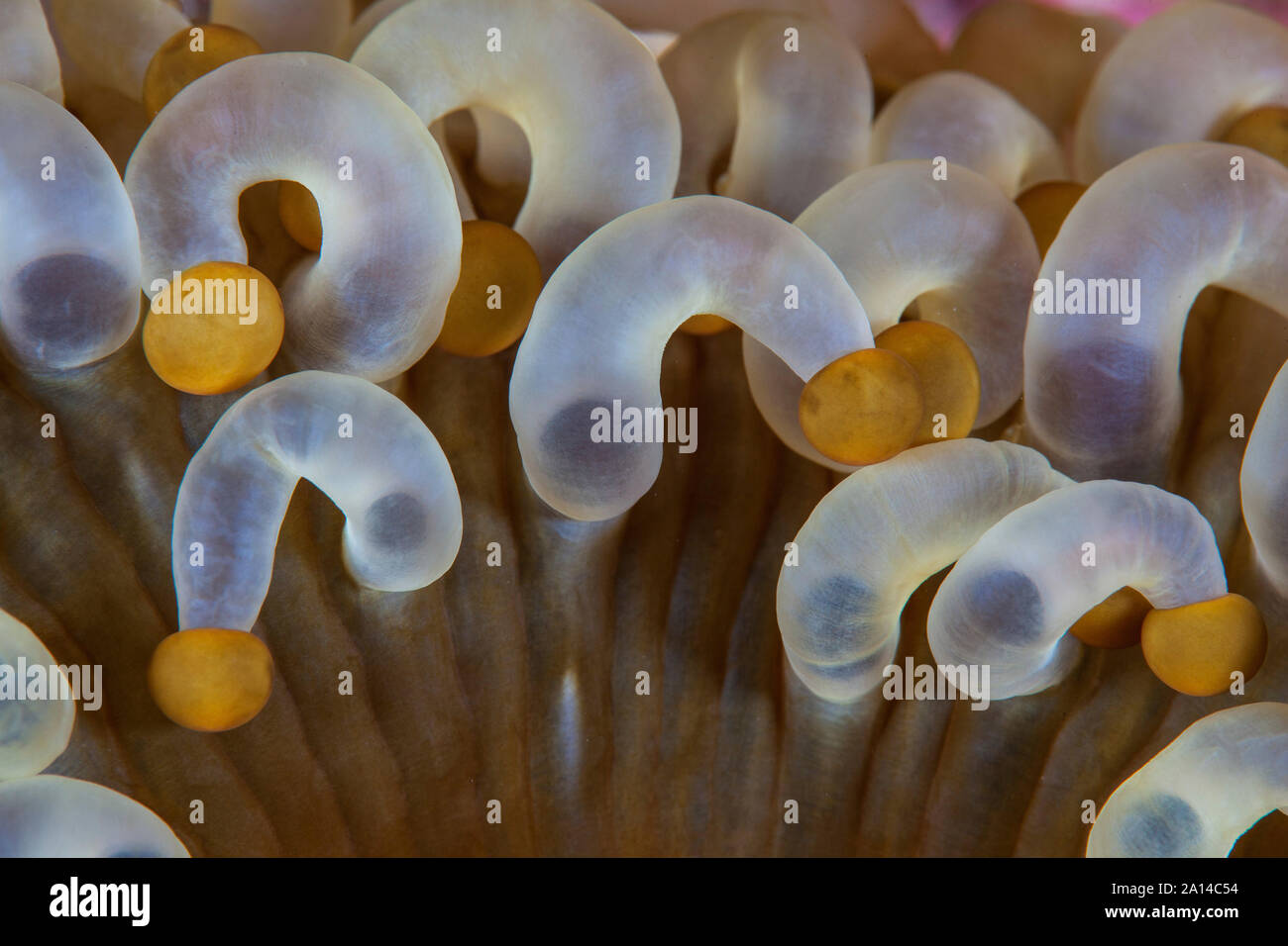 Corallimorph coral hi-res stock photography and images - Alamy
