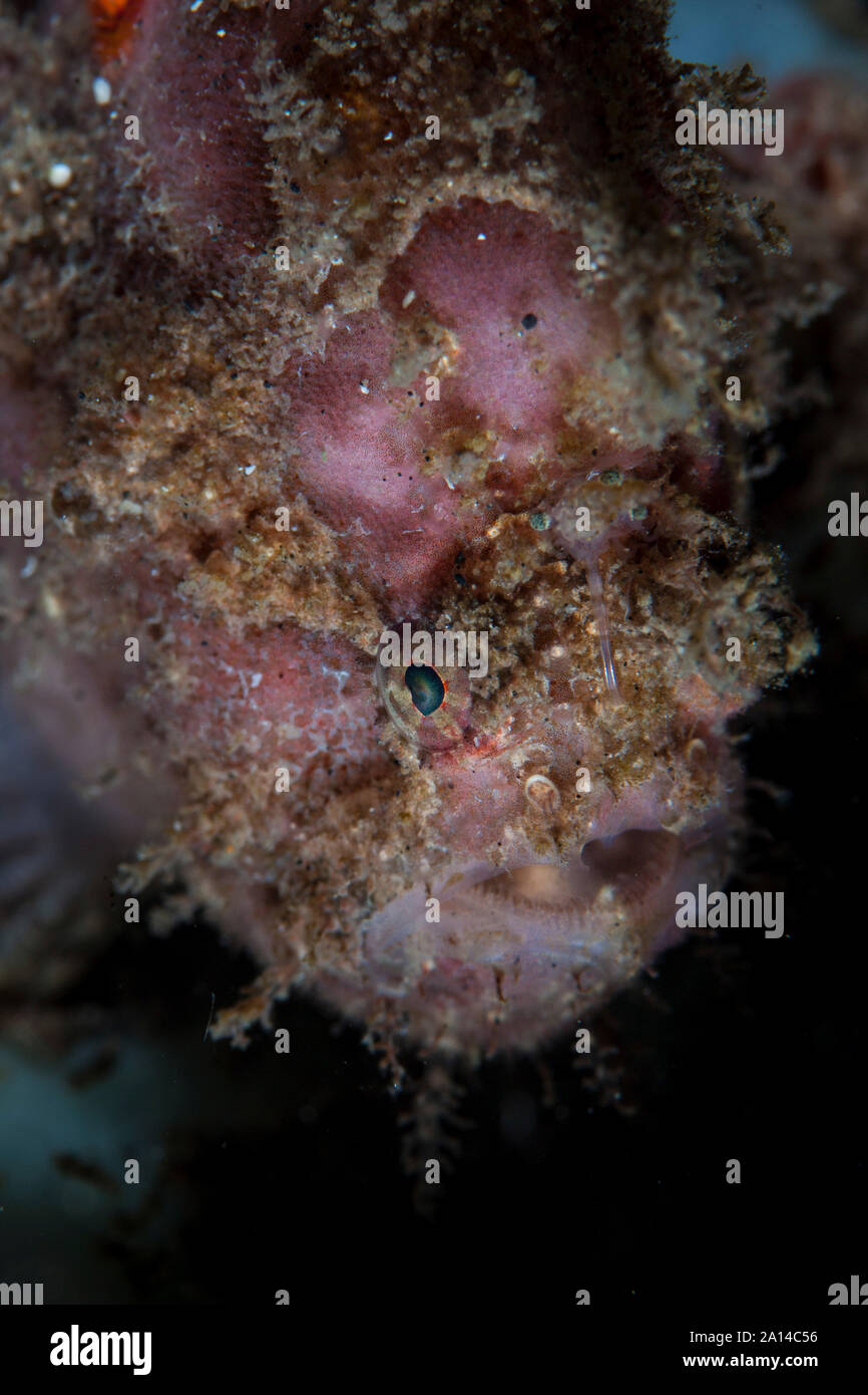 A spotfin frogfish, Antennarius nummifer, lies on the sandy seafloor ...