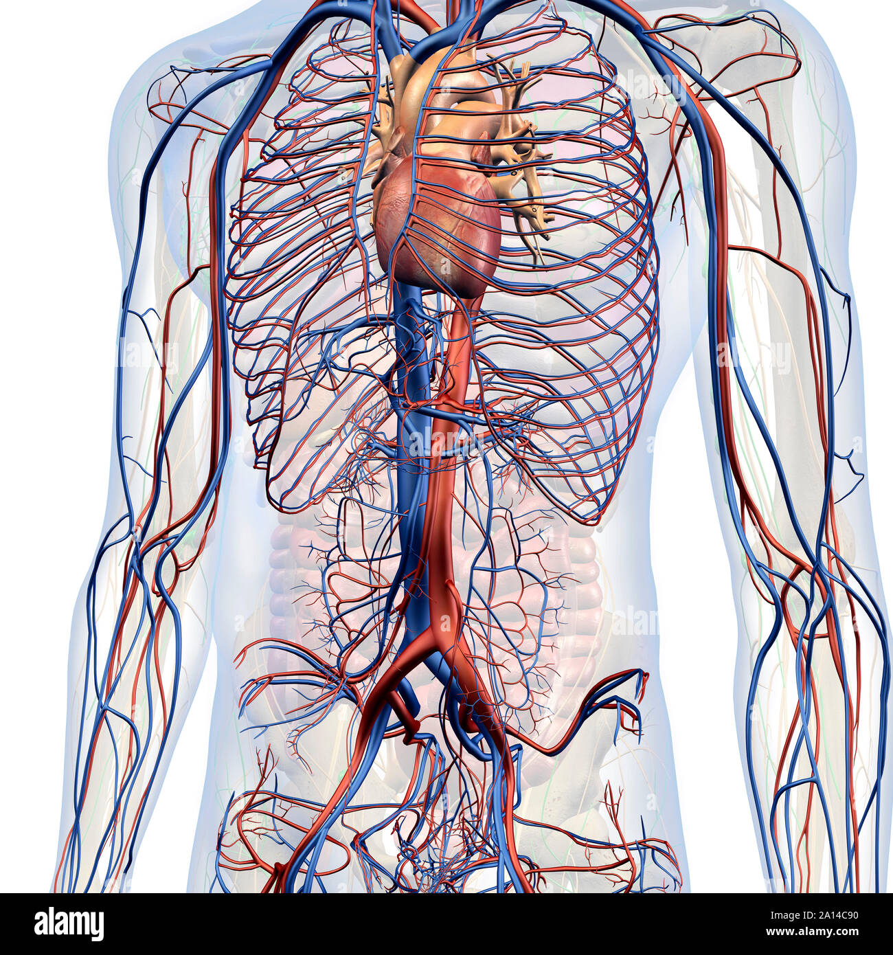 Circulatory System Internal Anatomy In Male Chest And Abdomen My Xxx