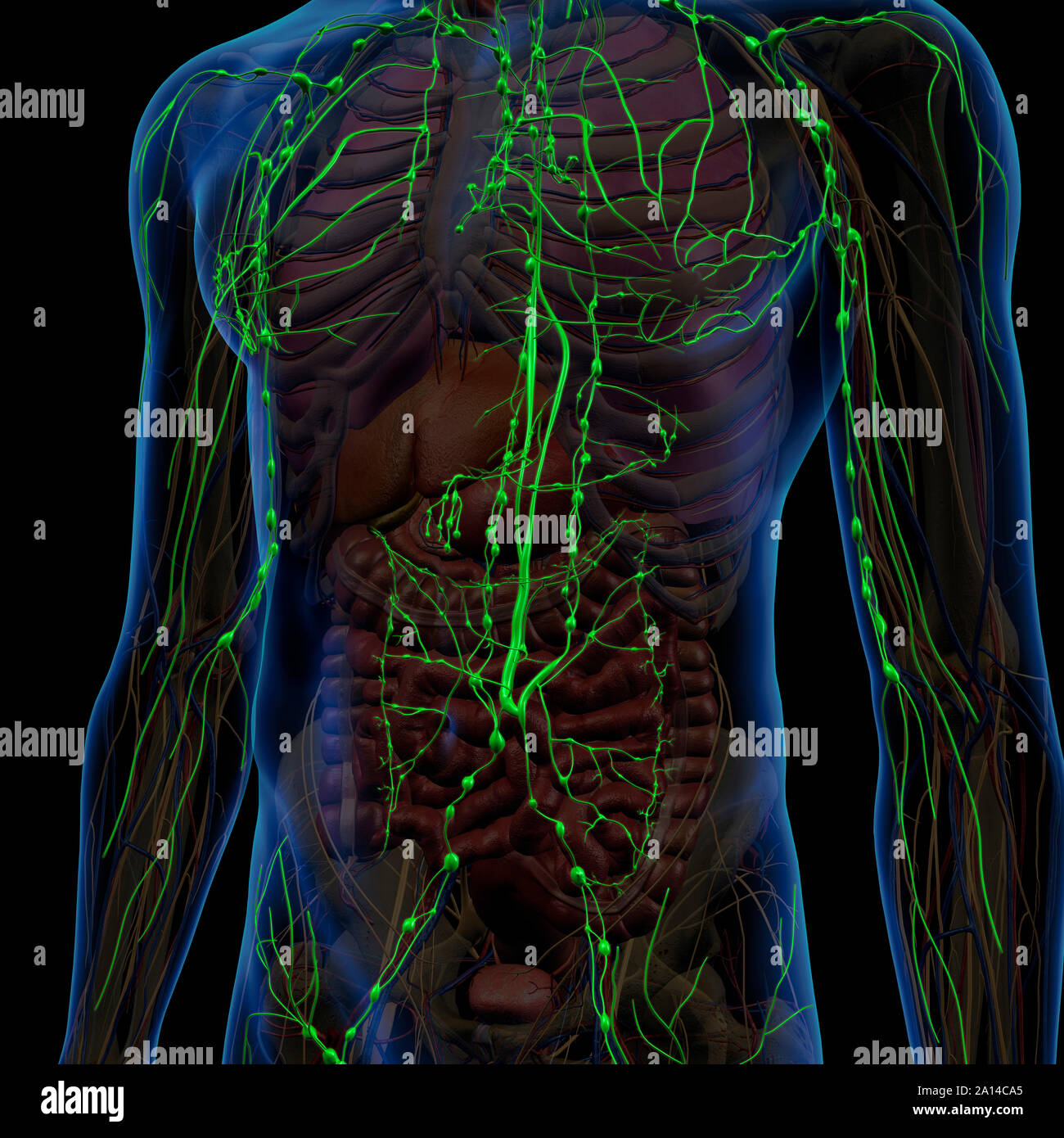 Lymphatic system internal anatomy in male chest and abdomen, black ...