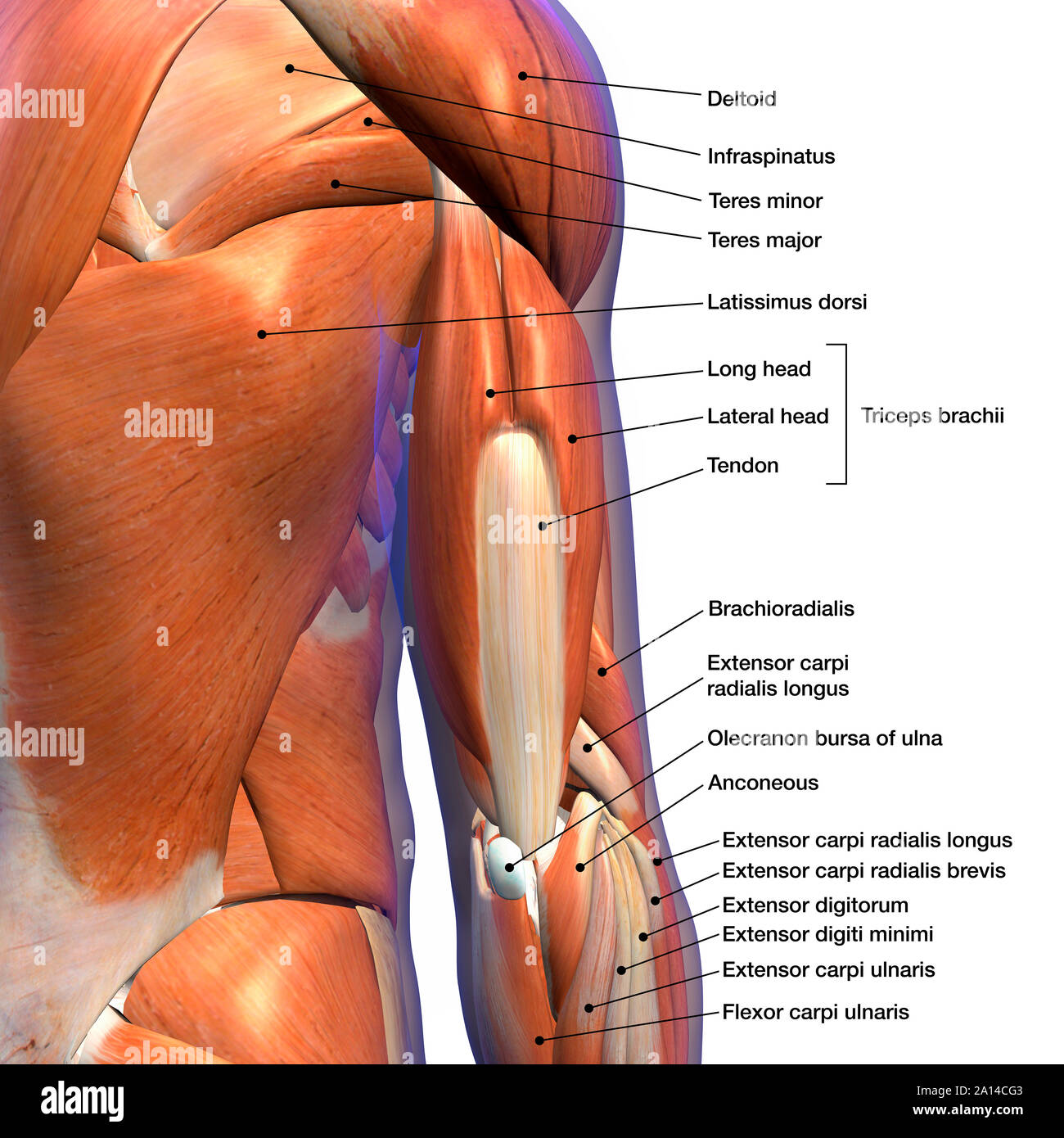 Labeled anatomy chart of male triceps and muscles, on white background Stock Photo - Alamy