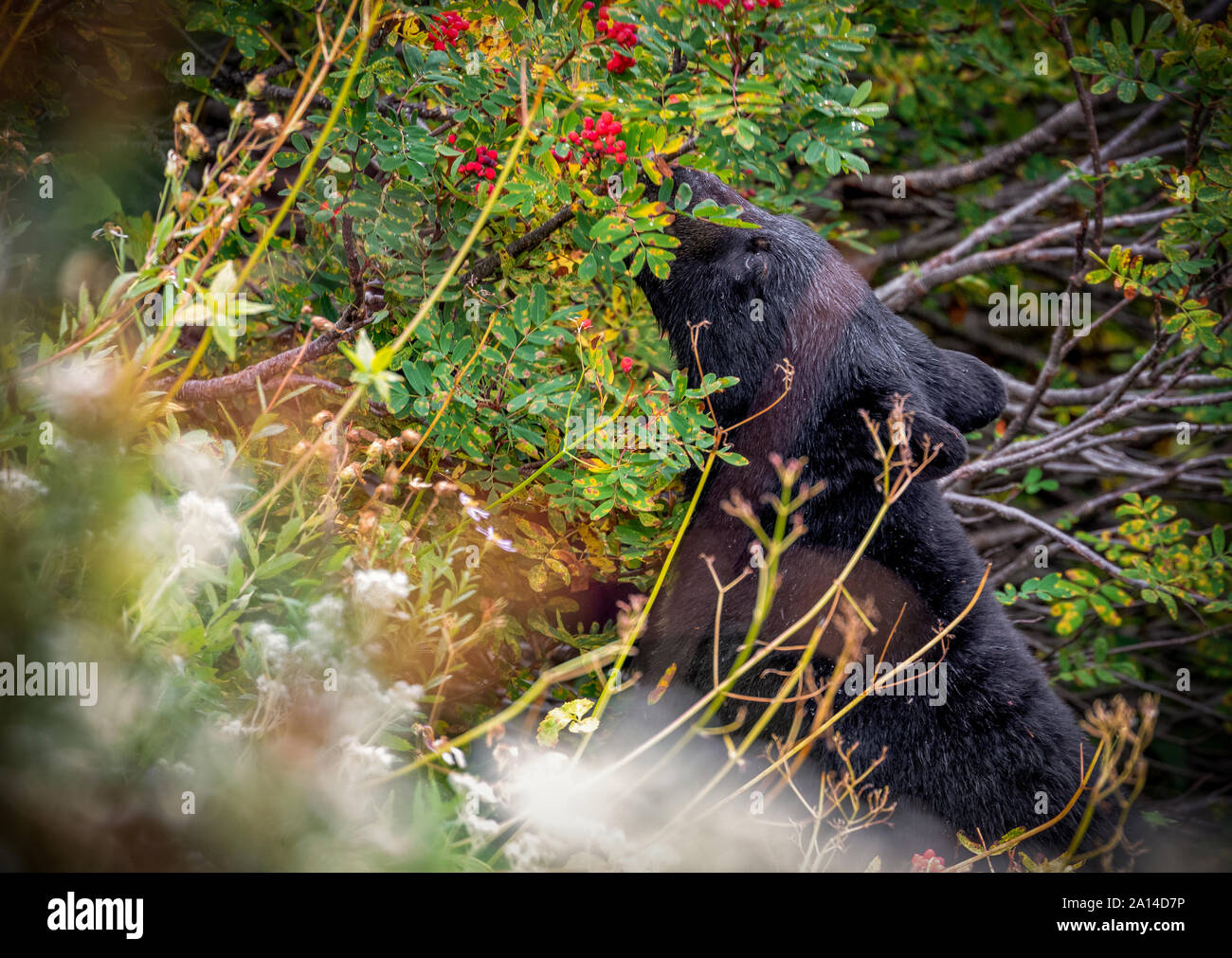 Bear berries washington hi-res stock photography and images - Alamy