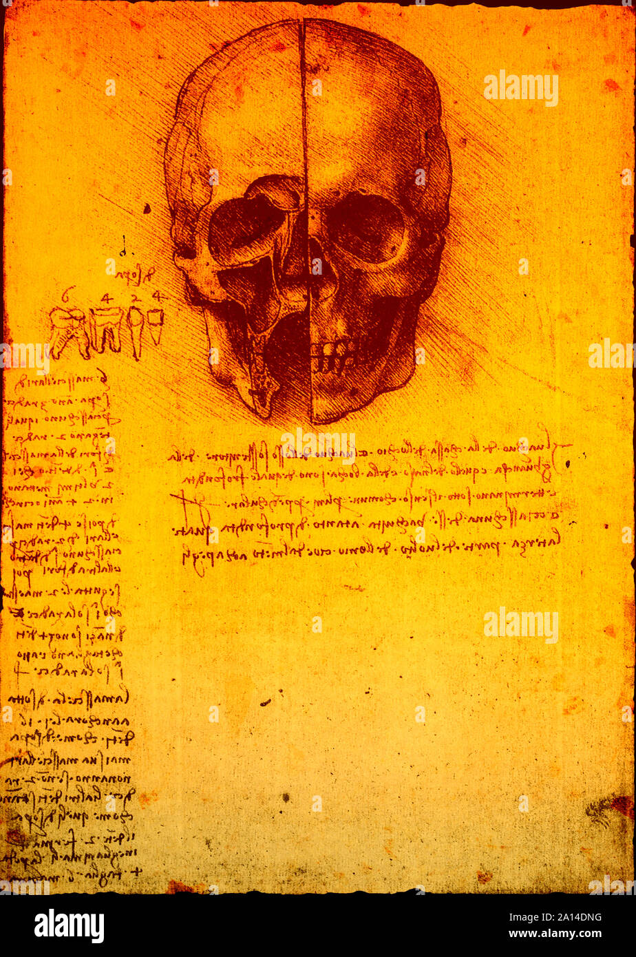 Close up of Old anatomy drawings by Leonardo Da Vinci Stock Photo - Alamy