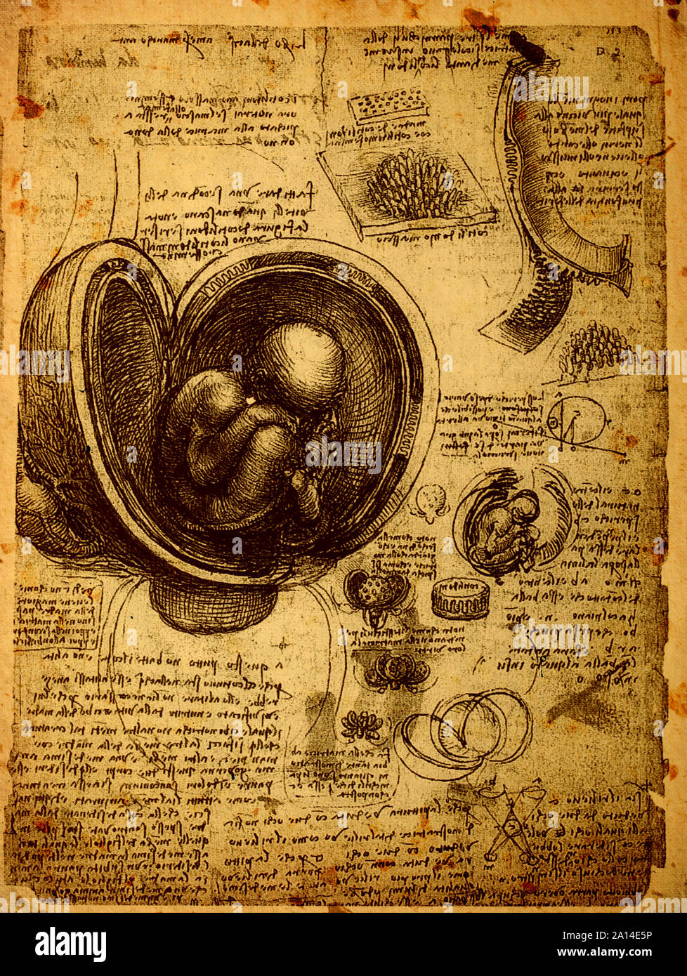 Close up of Old anatomy drawings by Leonardo Da Vinci Stock Photo - Alamy