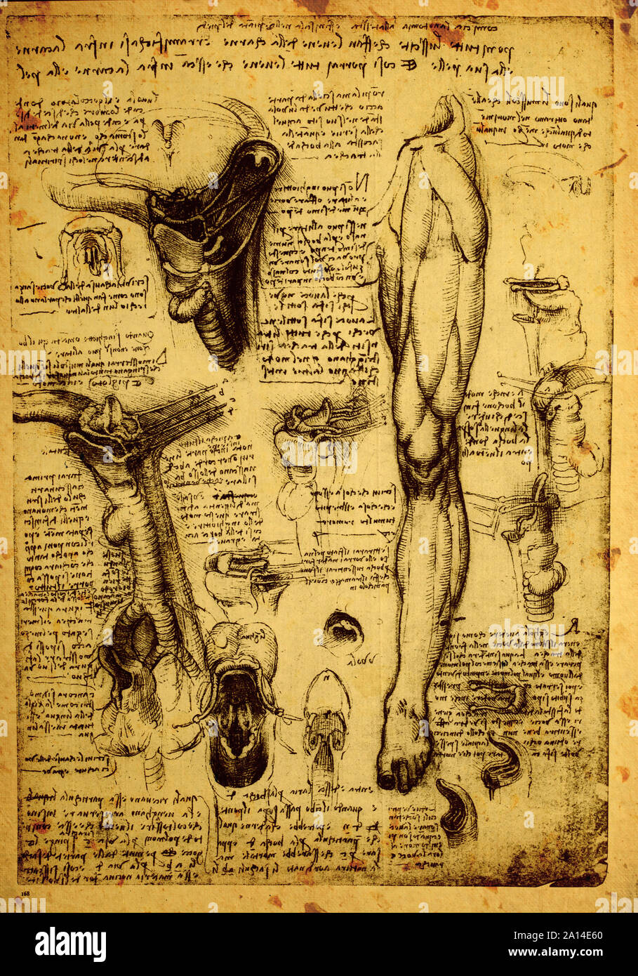 Close up of Old anatomy drawings by Leonardo Da Vinci Stock Photo - Alamy
