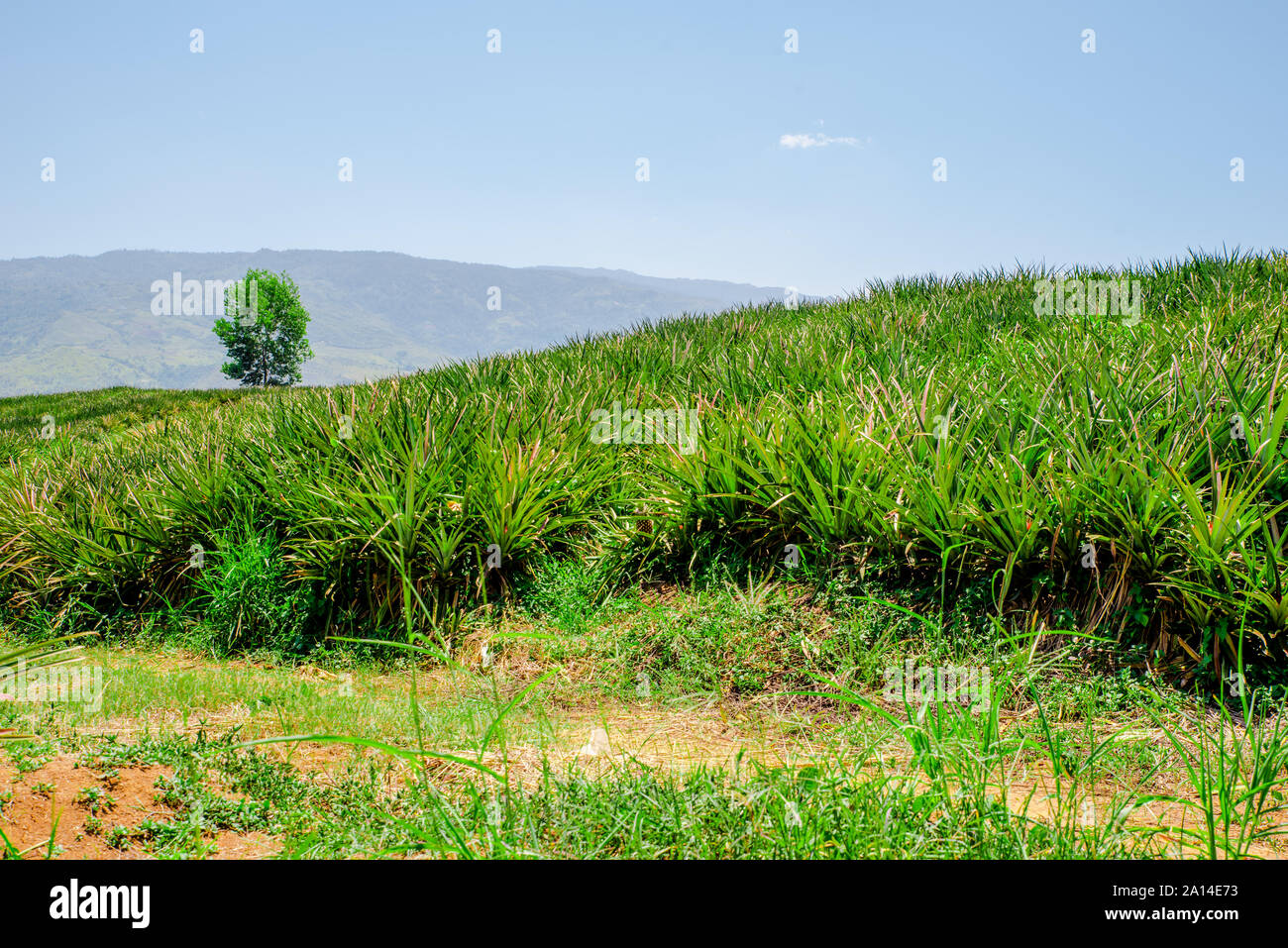 Pineapple plantation at Malaybalay, Bukidnon, Philippines Stock Photo ...