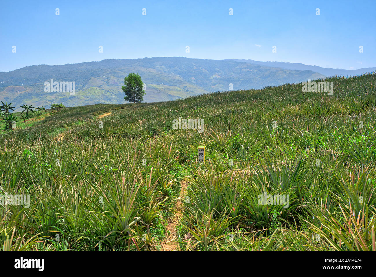 Pineapple plantation at Malaybalay, Bukidnon, Philippines Stock Photo ...