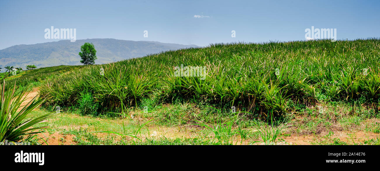 Pineapple plantation at Malaybalay, Bukidnon, Philippines Stock Photo ...
