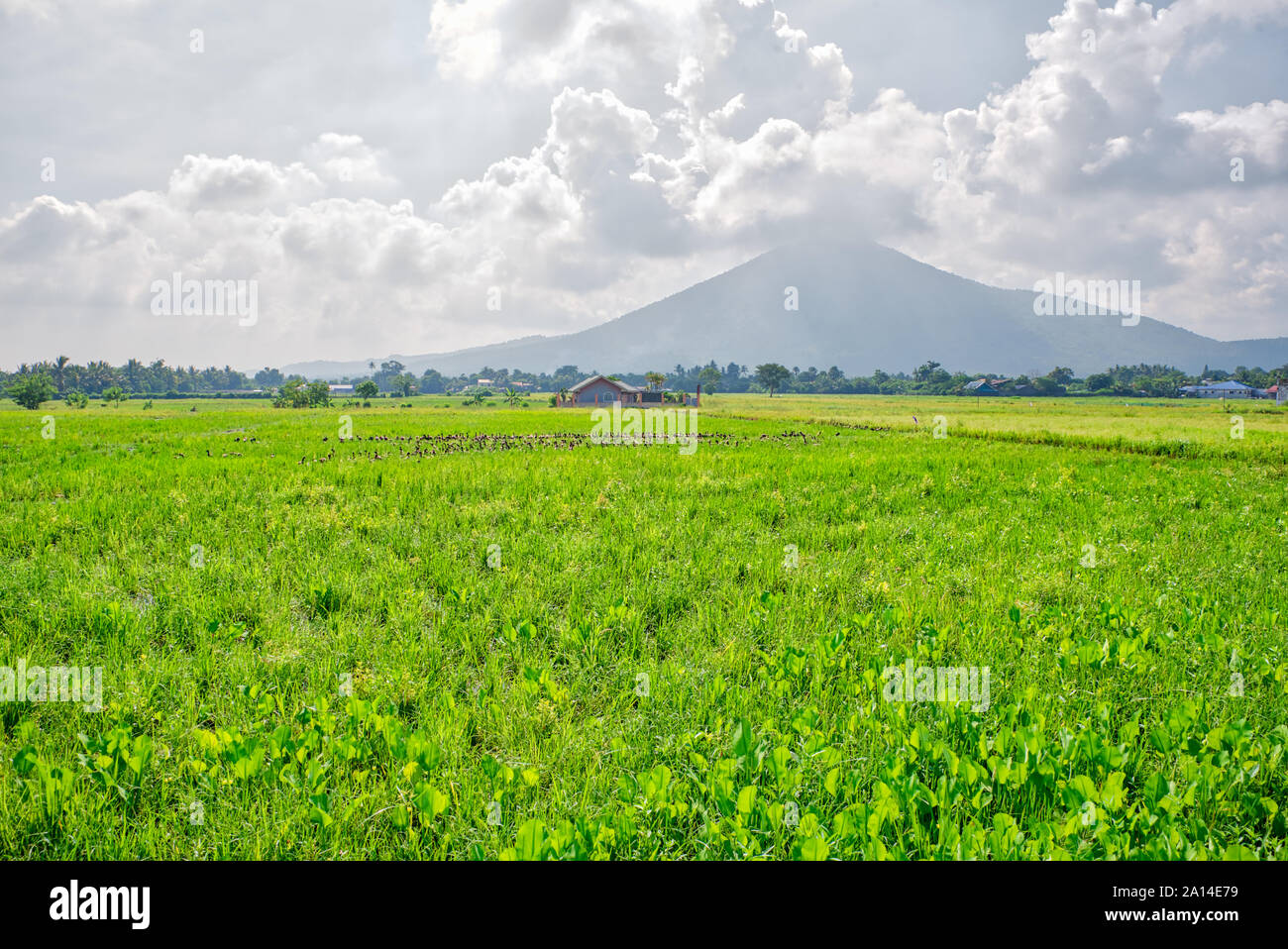 Refreshing scene of verdant rice field at Calauan, Laguna with Mt ...