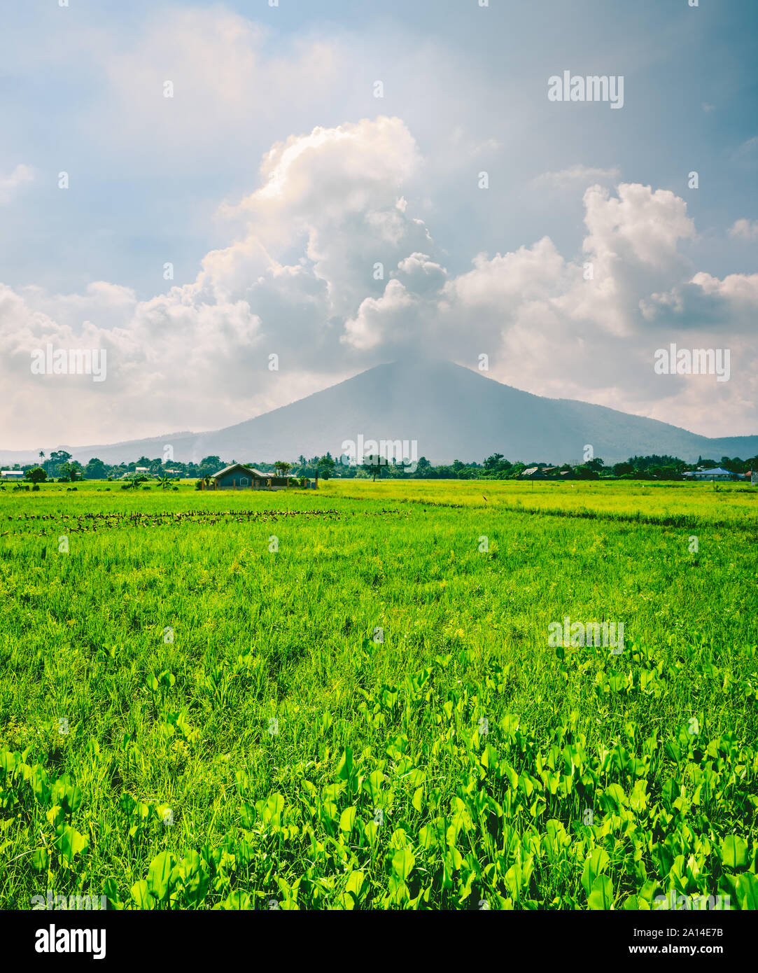 Refreshing scene of verdant rice field at Calauan, Laguna with Mt ...