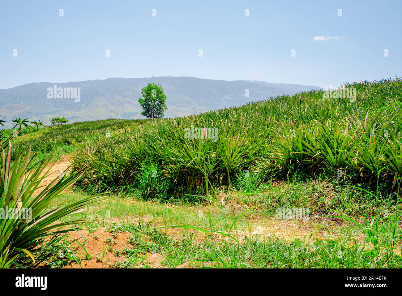 Pineapple plantation at Malaybalay, Bukidnon, Philippines Stock Photo ...