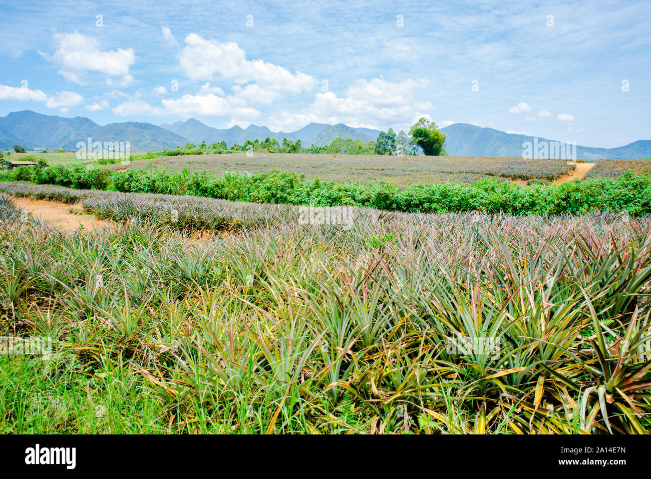 Pineapple plantation at Malaybalay, Bukidnon, Philippines Stock Photo ...