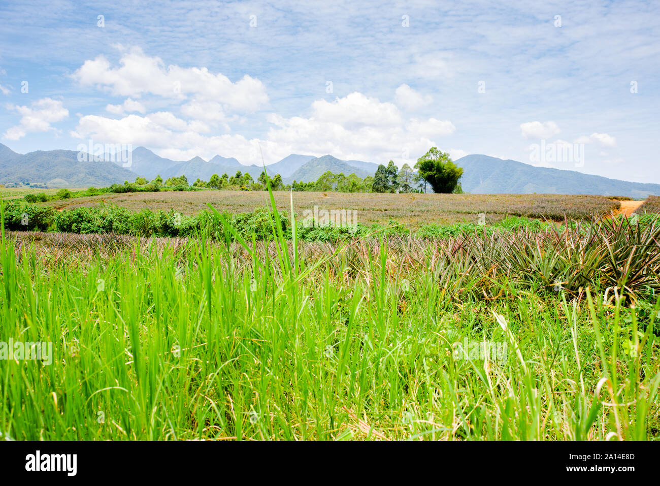 Pineapple plantation at Malaybalay, Bukidnon, Philippines Stock Photo ...