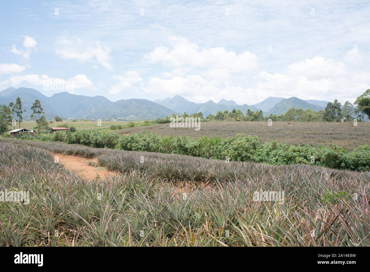 Pineapple plantation at Malaybalay, Bukidnon, Philippines Stock Photo ...