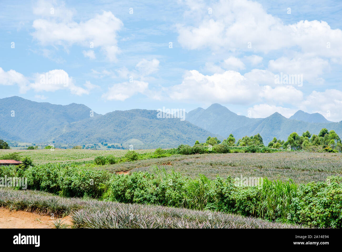 Pineapple plantation at Malaybalay, Bukidnon, Philippines Stock Photo ...