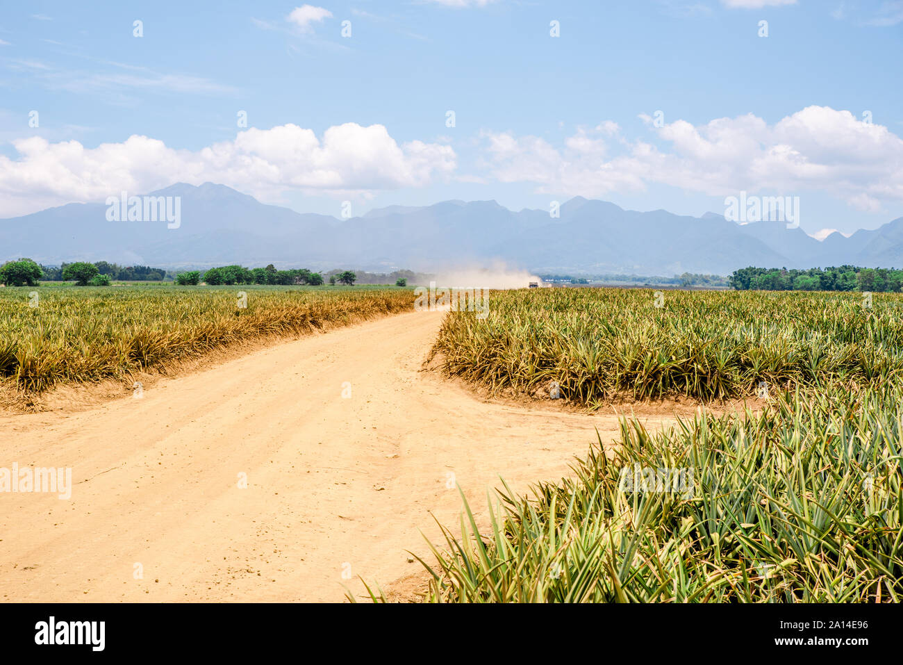 Pineapple plantation at Malaybalay, Bukidnon, Philippines Stock Photo ...