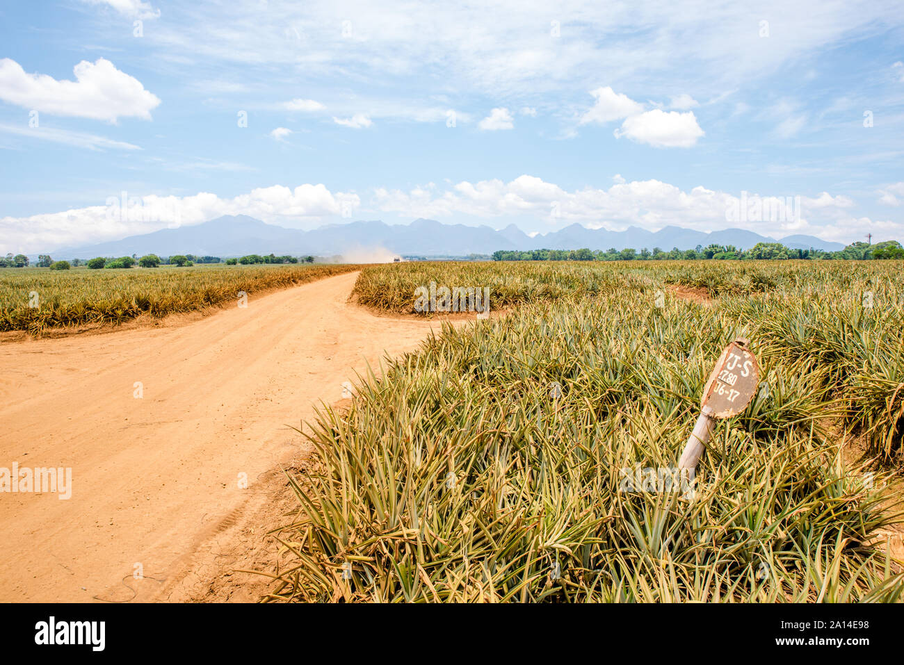 Pineapple plantation at Malaybalay, Bukidnon, Philippines Stock Photo ...