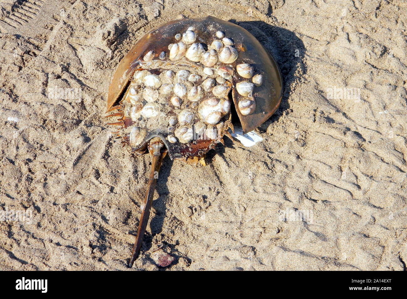 Horseshoe Crab Without Shell