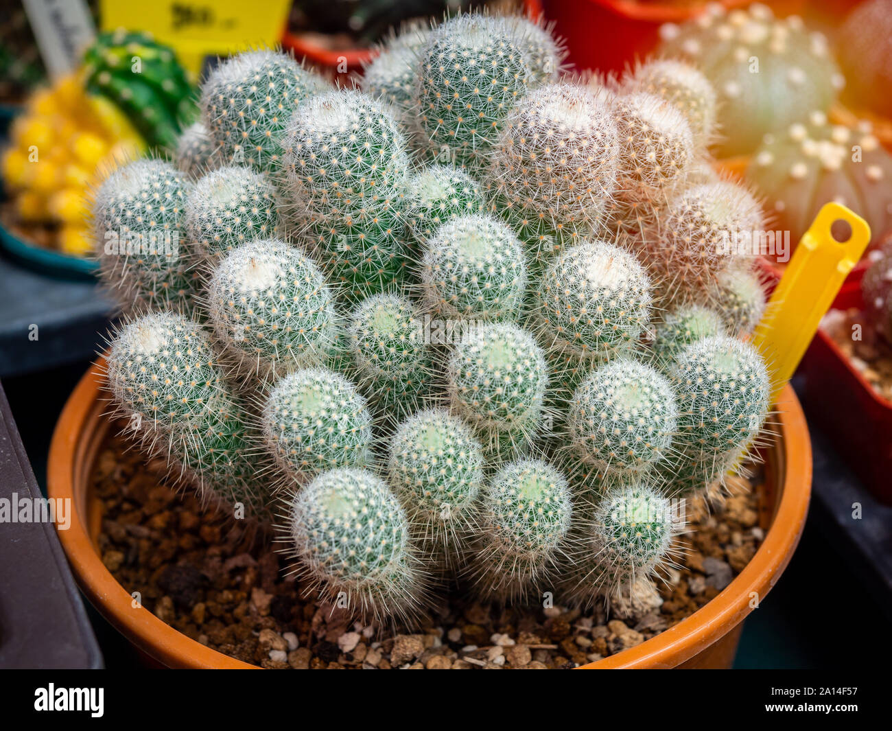 Cactus breeding. Cactus in light brown plastic pot in cactus farm shop ...