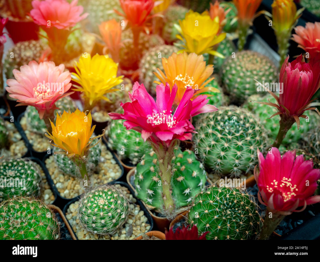 Cactus breeding. Beautiful colorful cactus flowers in plastic pot in ...