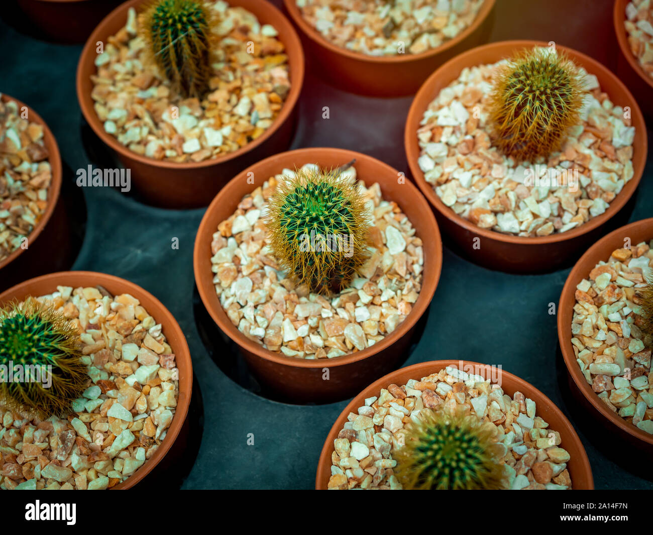 Eriocactus leninghausii hi-res stock photography and images - Alamy