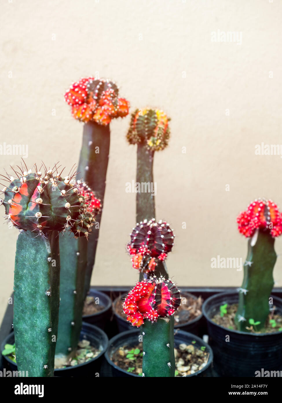 Moon Cactus Colors