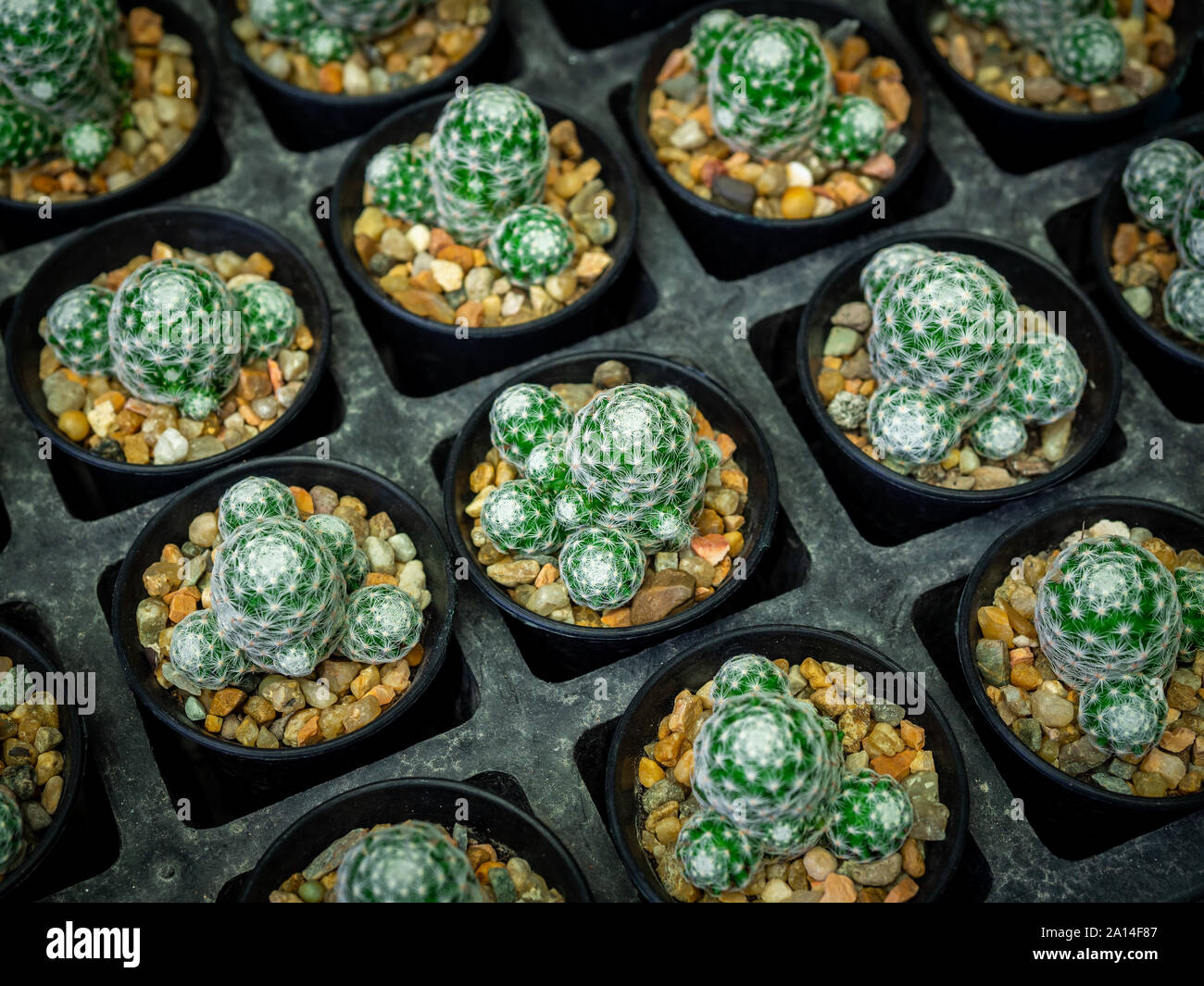 Mammillaria cactus interior hi-res stock photography and images - Alamy