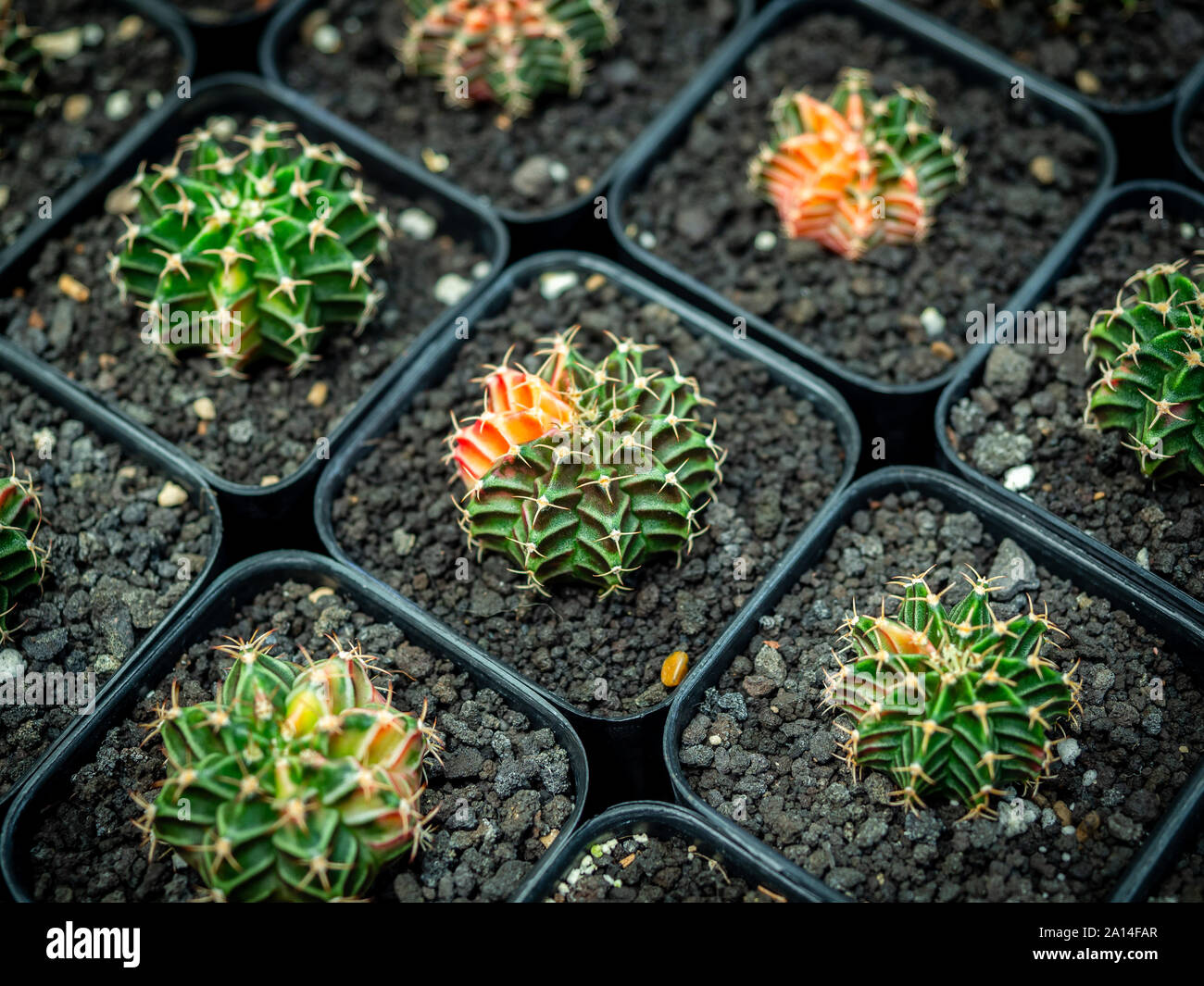 Cactus breeding. Top view of beautiful cactus in plastic pot in cactus ...