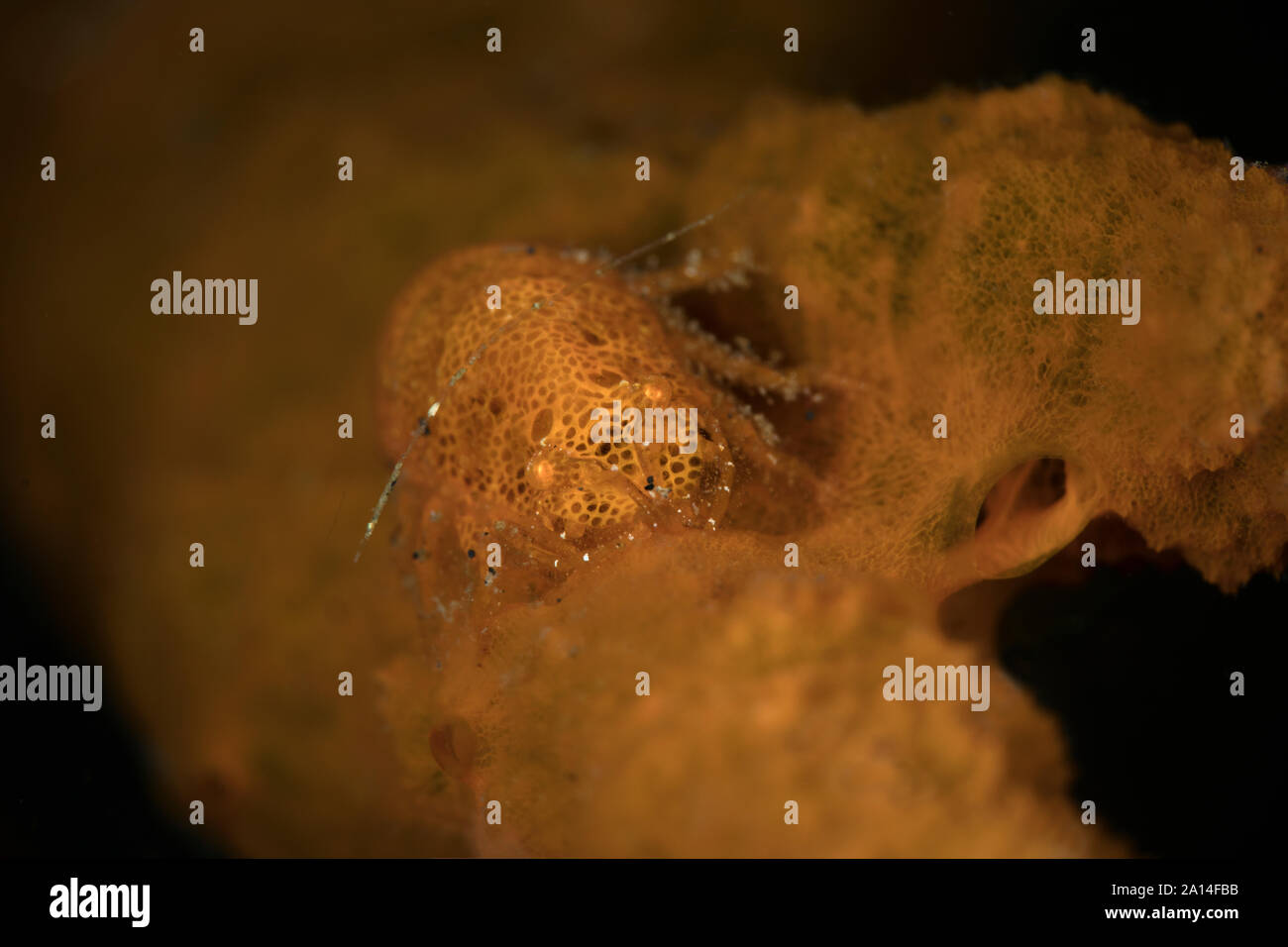 Master of camouflage. Cryptic Sponge Shrimp (Gelastocaris paronae ...
