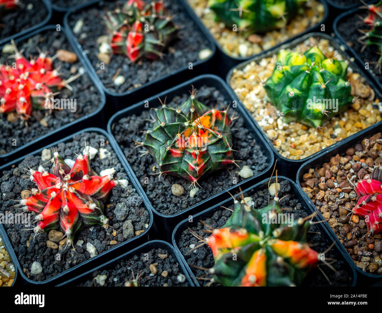 Cactus breeding. Top view of beautiful cactus in plastic pot in cactus ...