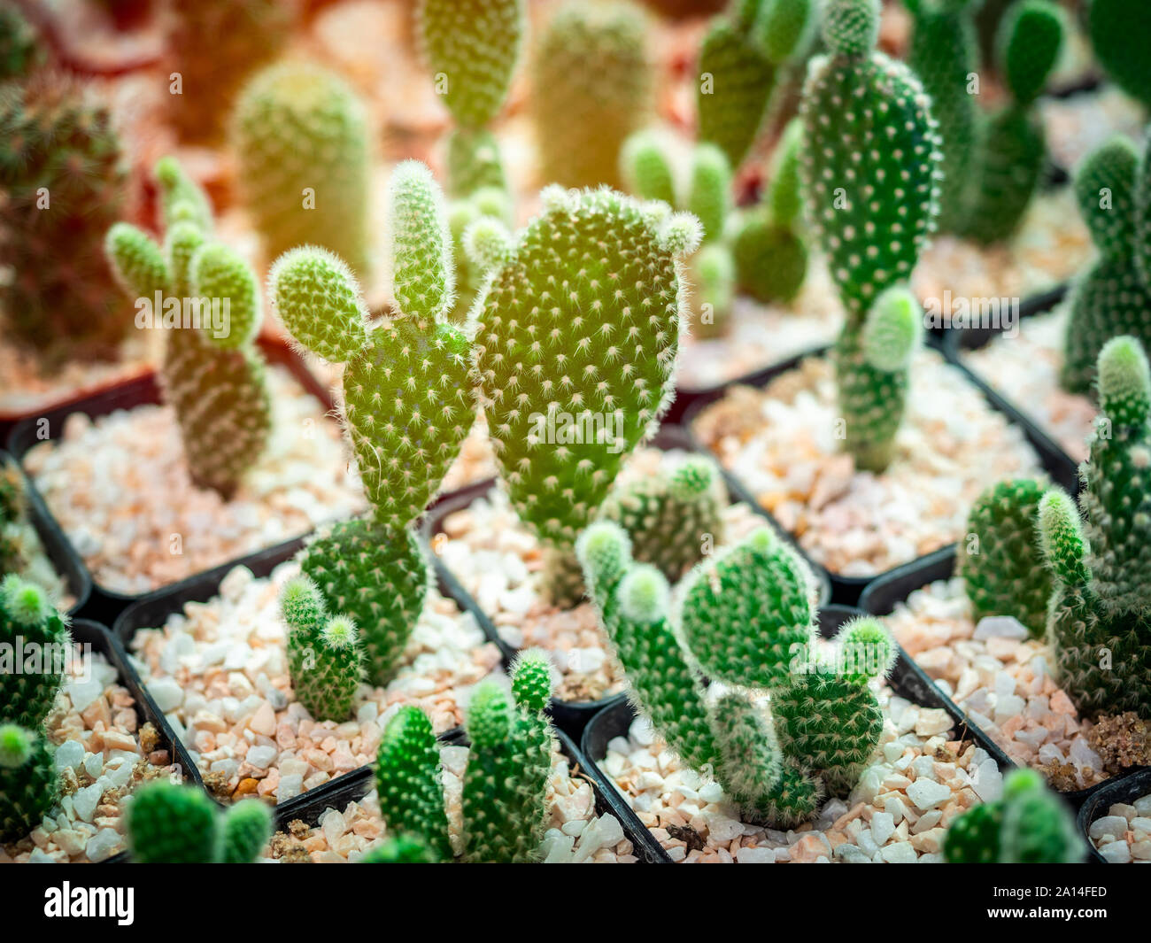 Cactus grafting hi-res stock photography and images - Alamy