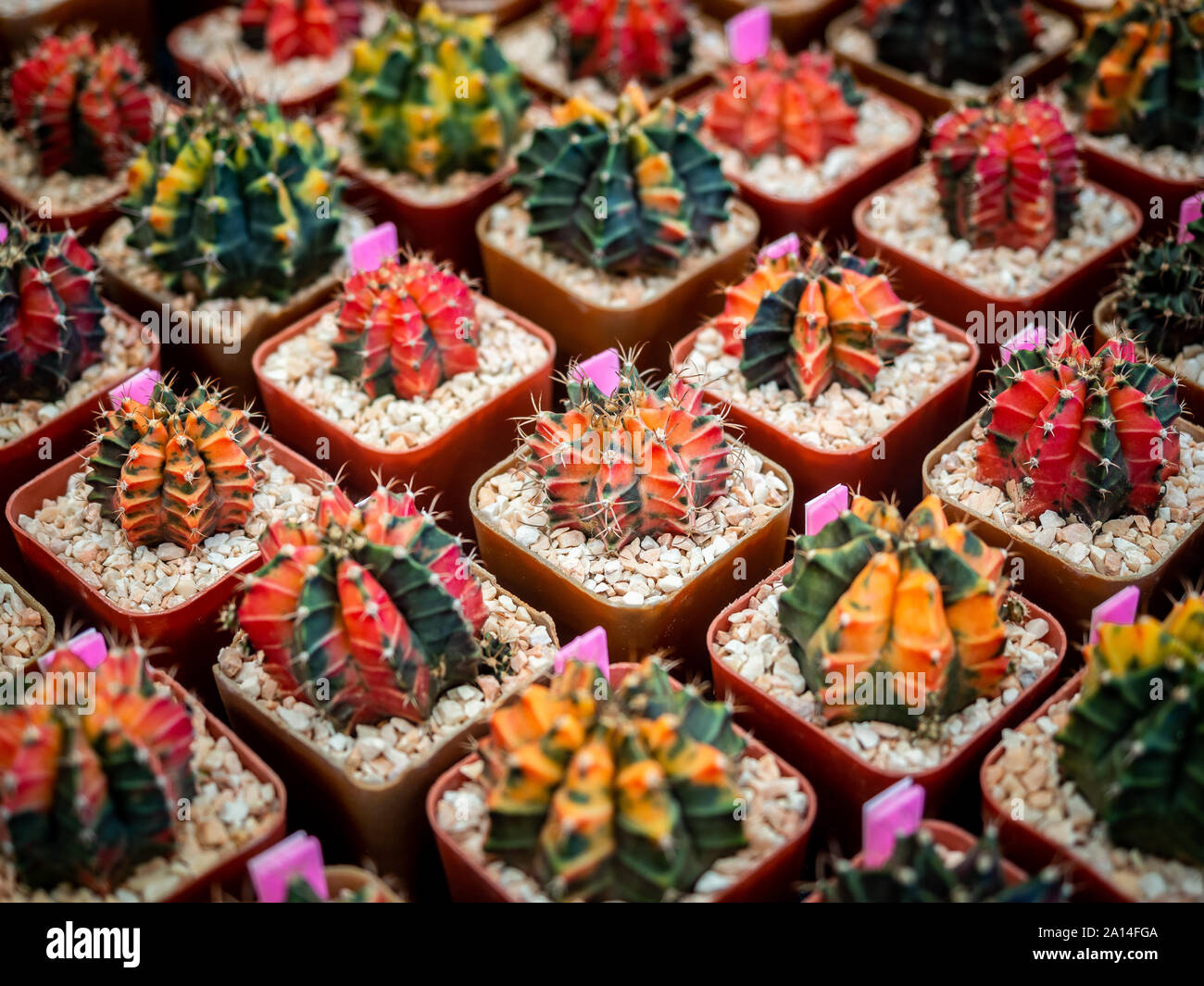 Cactus breeding. Top view of beautiful cactus in plastic pot in cactus ...
