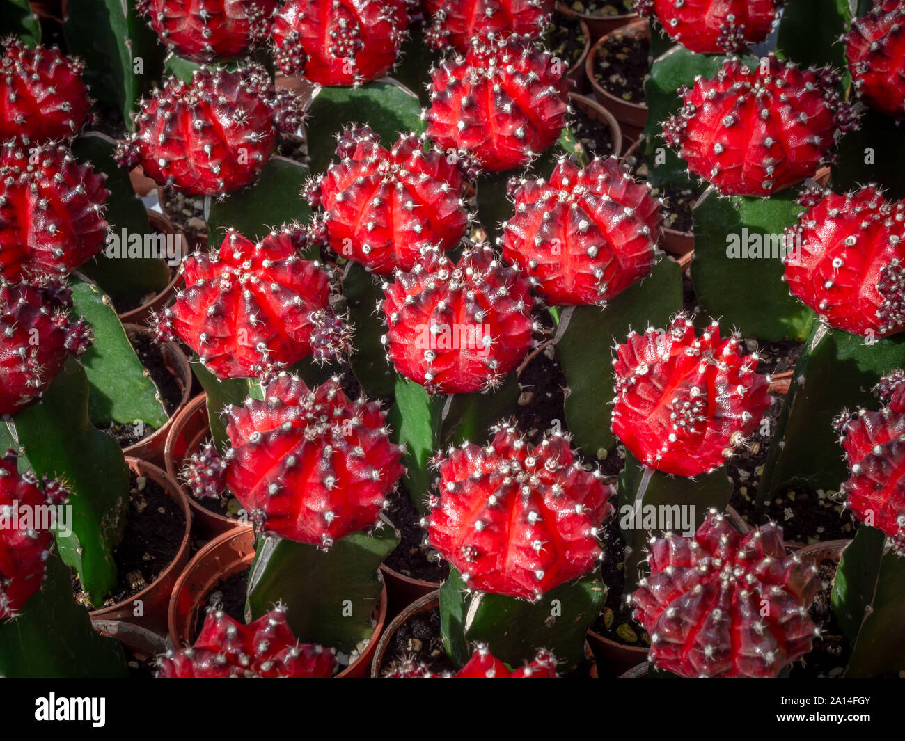 Cactus breeding. Beautiful red moon cactus Gymnocalycium Mihanovichii ...