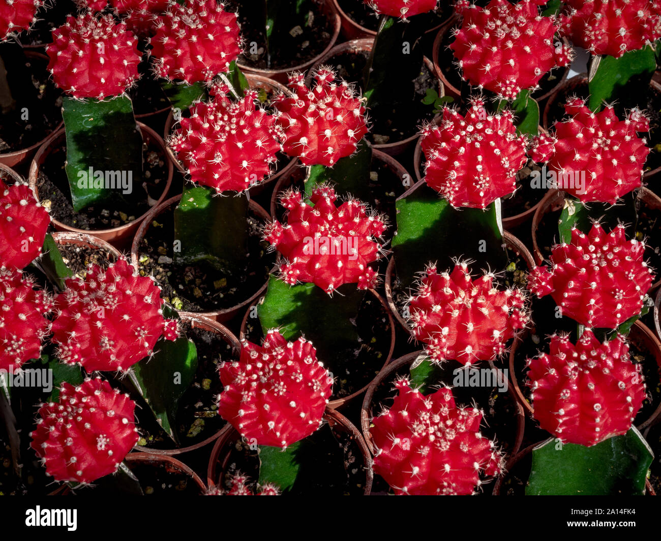Cactus breeding. Beautiful red moon cactus Gymnocalycium Mihanovichii ...
