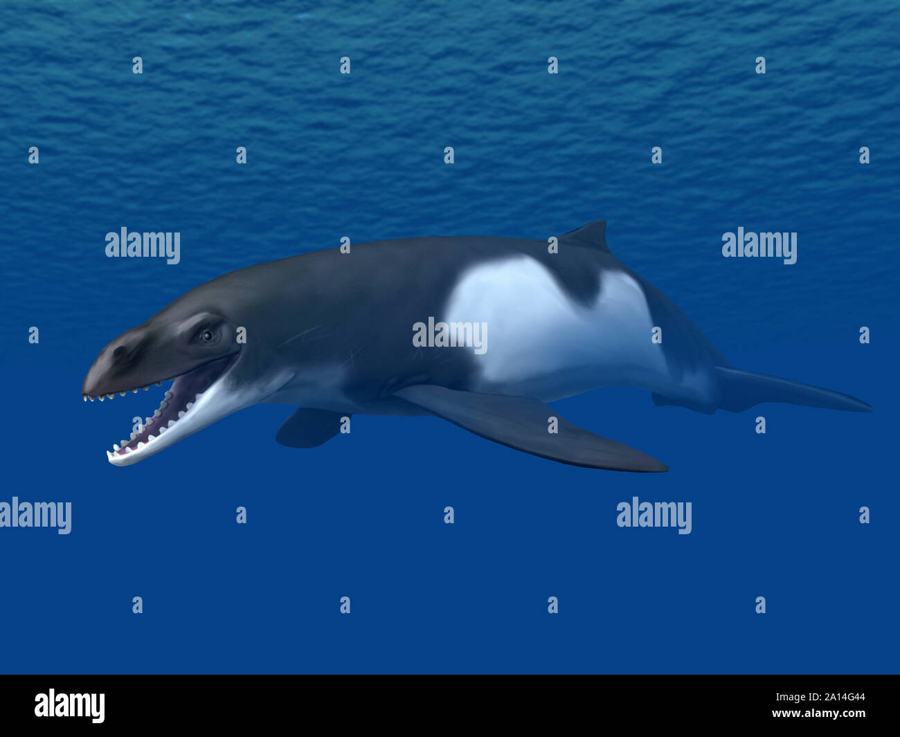 Janjucetus hi-res stock photography and images - Alamy