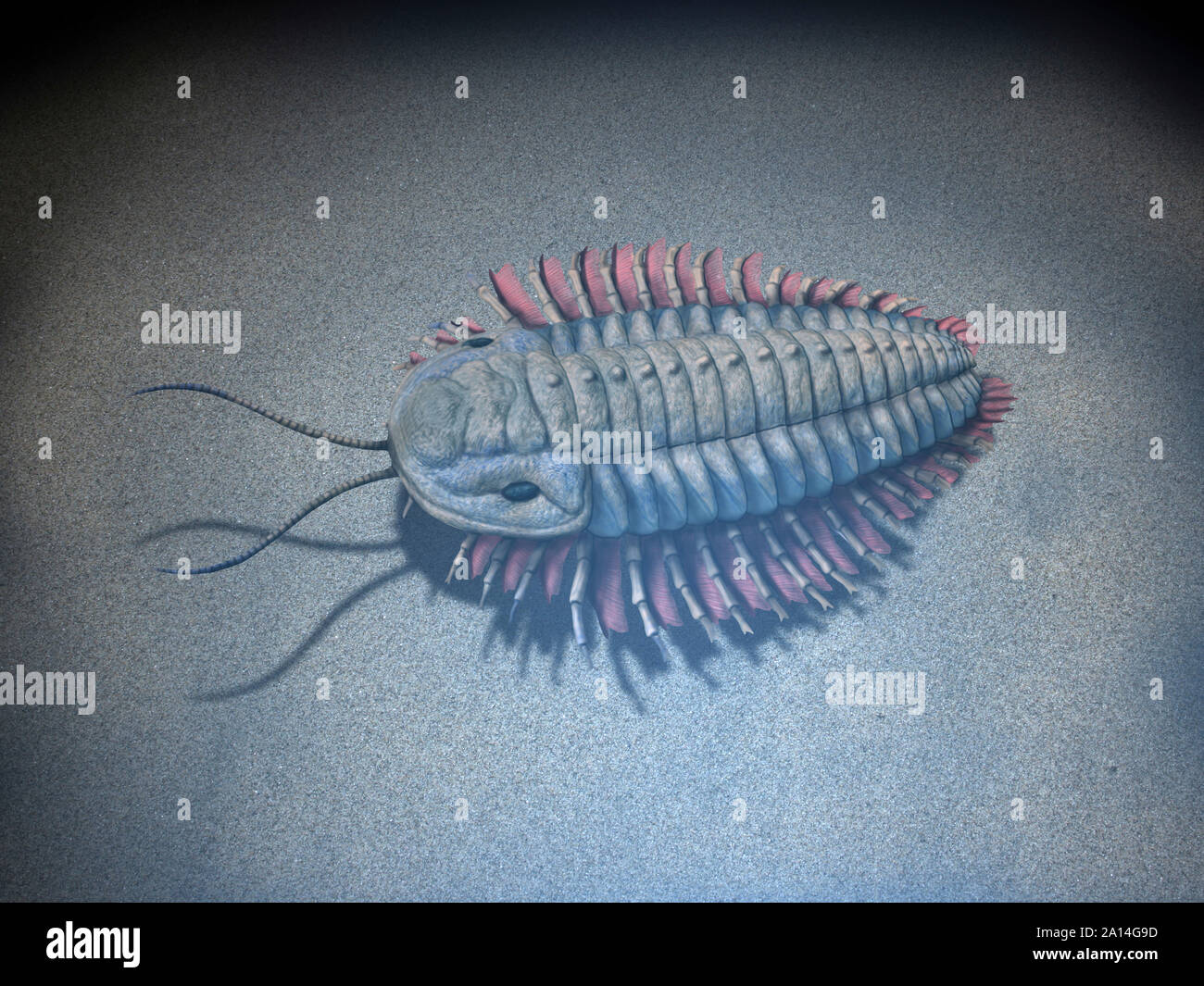 Triarthrus eatoni, Trilobite, Late Ordovician of North America Stock ...